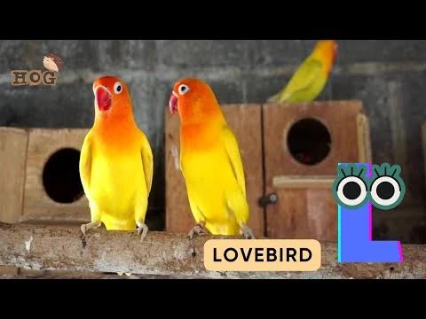 The Animal + Bird Alphabet Song | Alphabetimals Wiki | Fandom