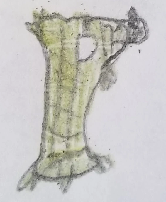 Painted Turtle | Alphabetimals Wiki | Fandom