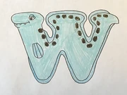 Wolf Eel | Alphabetimals Wiki | Fandom