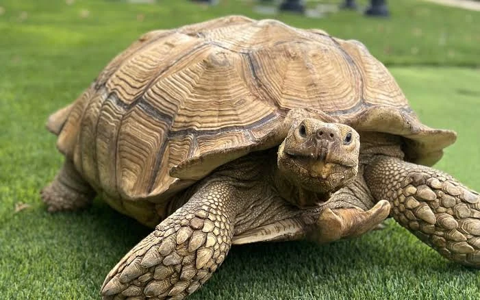Tortoise Animals that start with T | Alphabetimals Wiki | Fandom