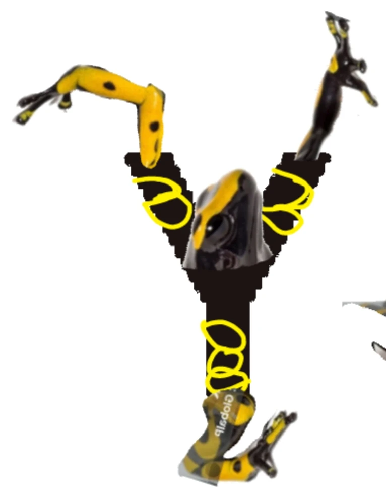 Yellow-Banded Poison Dart Frog | Alphabetimals Wiki | Fandom