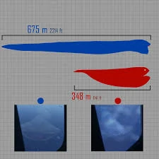 El Gran Majá | AlpheaPedia Wiki | Fandom