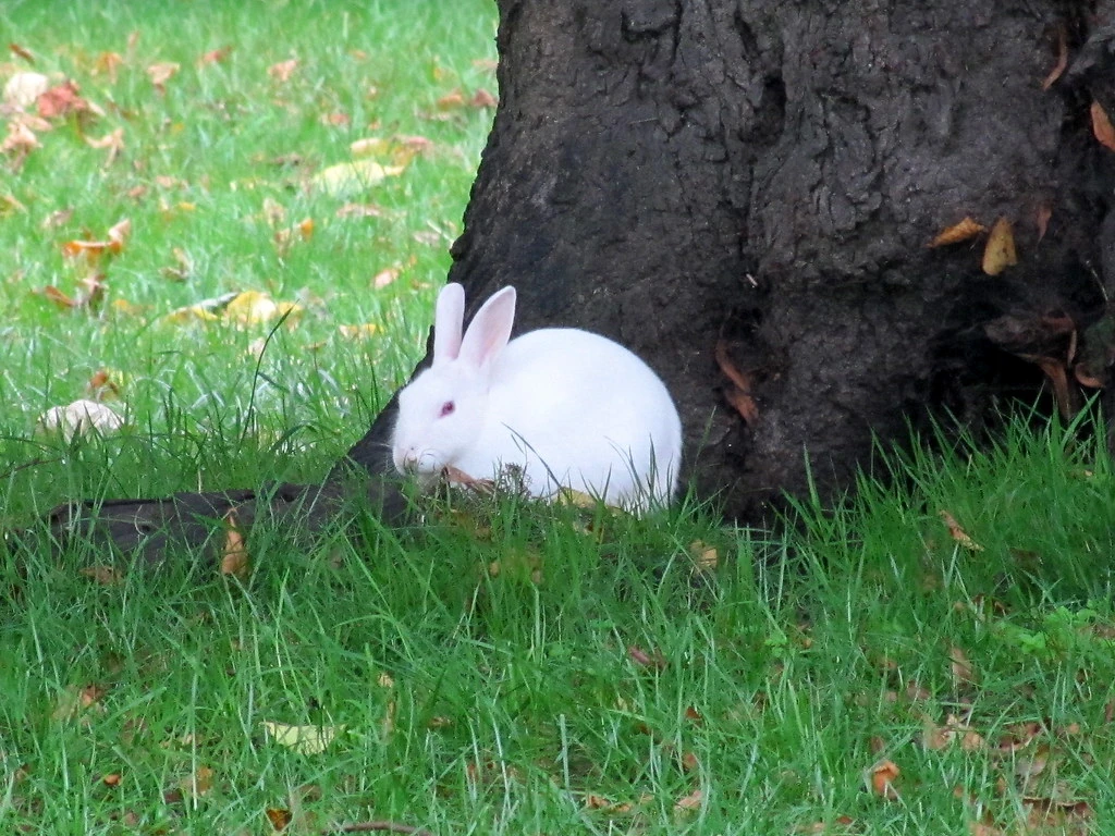 SCP-5212 | Alt Battles Wiki | Fandom