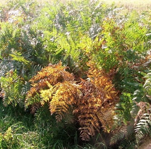 SCP-046 | Alt Battles Wiki | Fandom