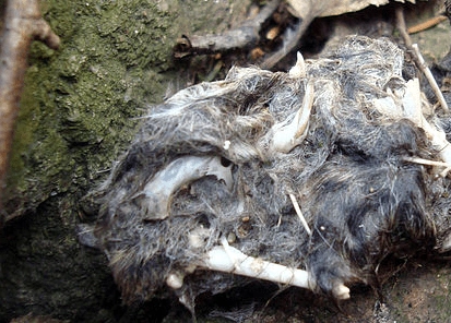 King Worm | Alt Battles Wiki | Fandom