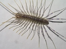 SCP Foundation | Alt Battles Wiki | Fandom