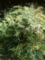 SCP Foundation | Alt Battles Wiki | Fandom