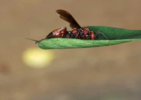 SCP Foundation | Alt Battles Wiki | Fandom