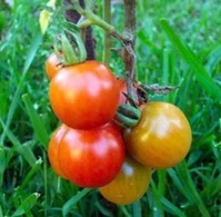 SCP Foundation | Alt Battles Wiki | Fandom