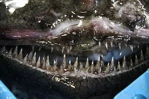 SCP Foundation | Alt Battles Wiki | Fandom