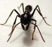 SCP Foundation | Alt Battles Wiki | Fandom