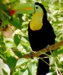El tucan | Wiki Altair | Fandom