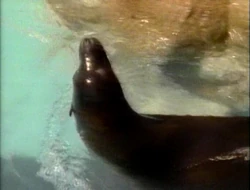 Water Baby (Sesame Street song) | Alternate Universes Wiki | Fandom