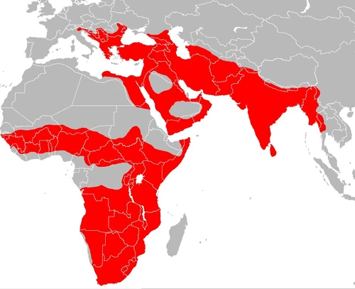 Jackal | Alternate World History Wiki | Fandom