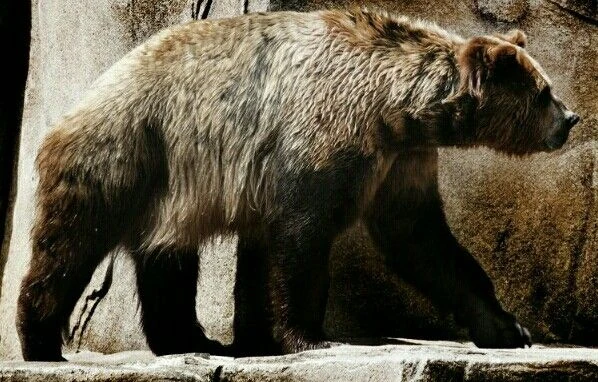 Arctodus simus | Alternopedia Wiki | Fandom