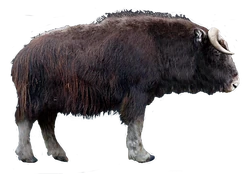 Fauna del pastizal mexicano | Alternopedia Wiki | Fandom