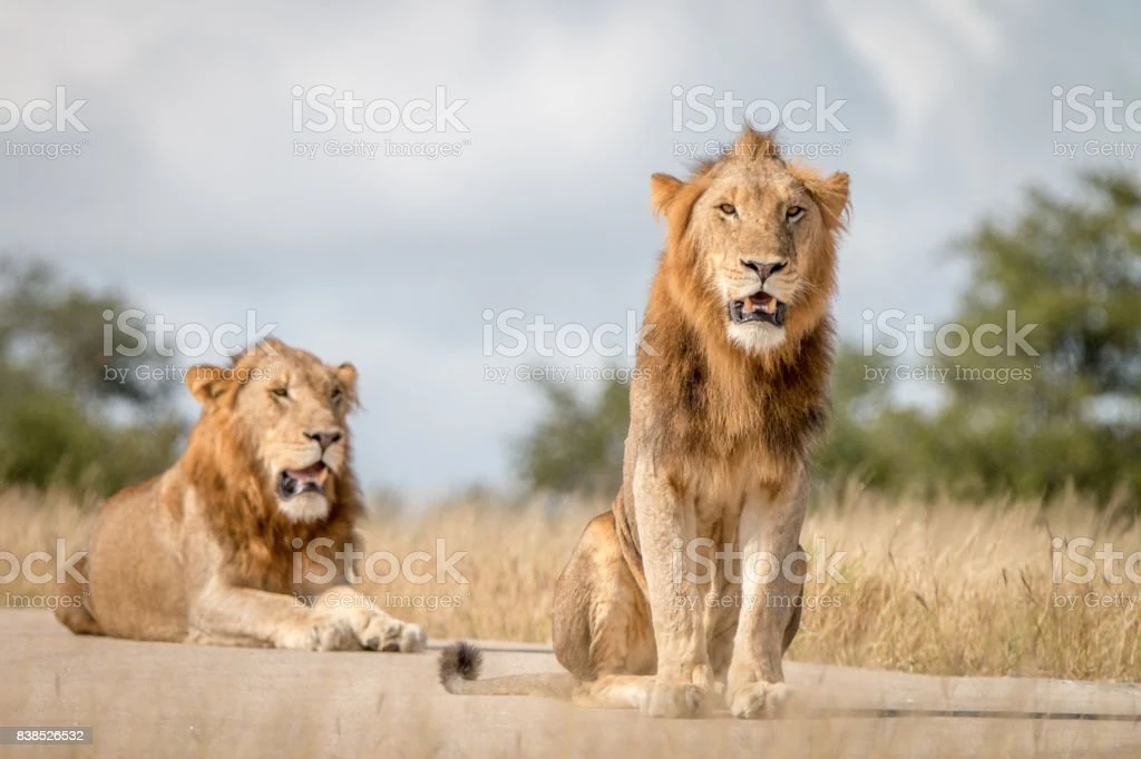 Panthera leo europaeus | Alternopedia Wiki | Fandom