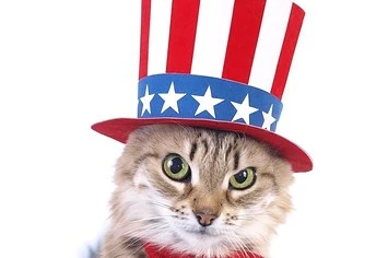 A More Purrrrfect Union | Alternative History | Fandom