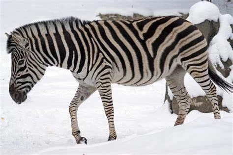 Eurasian Zebra (Parallelity of Parallelities) | Alternative History ...