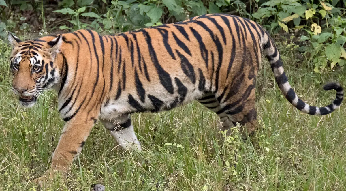 Tiger (Parallelity of Parallelities) | Alternative History | Fandom