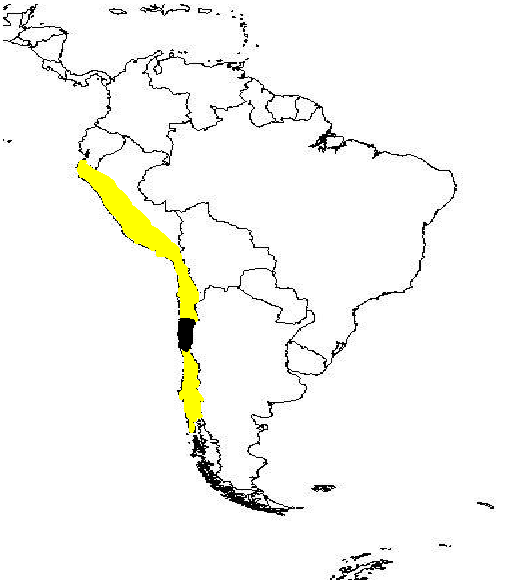 Polynesian Colonization of the Brendanias (Early Colonization ...