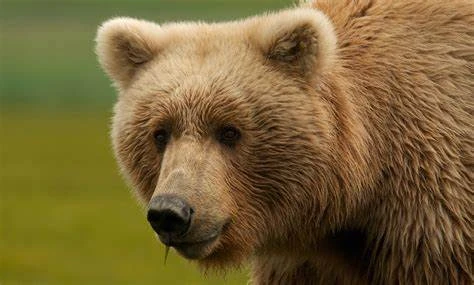 Rizzly Bear | Alternative History | Fandom