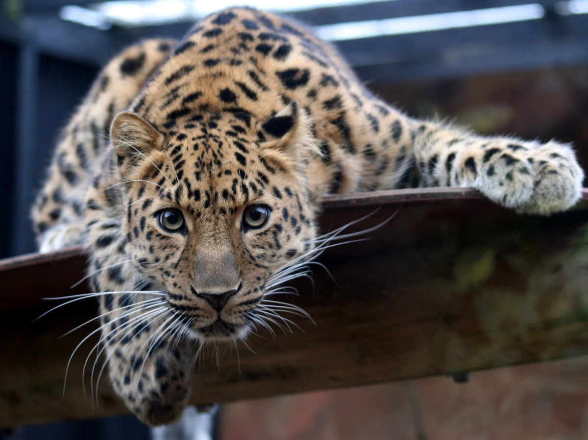 Nivkh Leopard (Pax Nivkhiensis) | Alternative History | Fandom