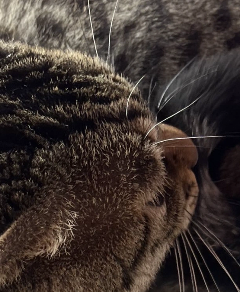 Dur | Alternative History | Fandom