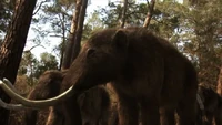 Mastodon (Differently) | Alternative History | Fandom