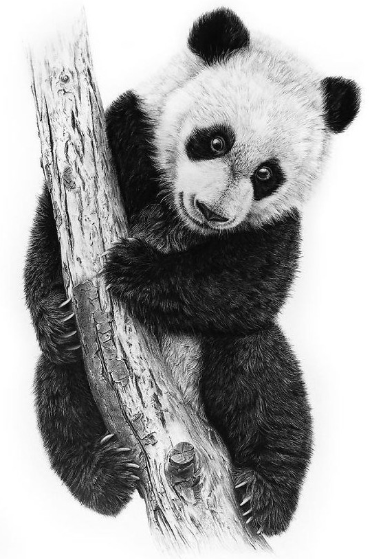 Panda (Differently) | Alternative History | Fandom Panda (Differently) | Alternative History | Fandom