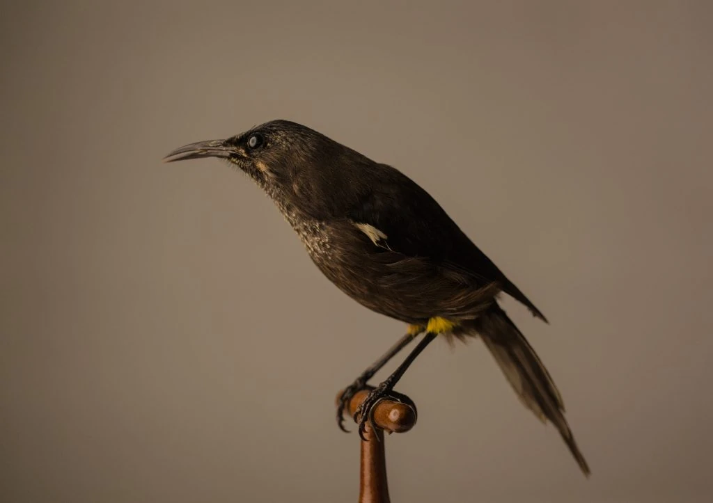Kauaʻi ʻōʻō Bird (Pandemonium) | Alternative History | Fandom