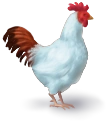 Barnyard Roosters Pack | Aluriya Archives Wiki | Fandom
