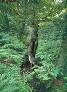 Rowan | The mis-adventures of Alyson Bell Wiki | Fandom