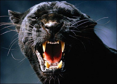 Shadowcat | Alzaka Wiki | Fandom