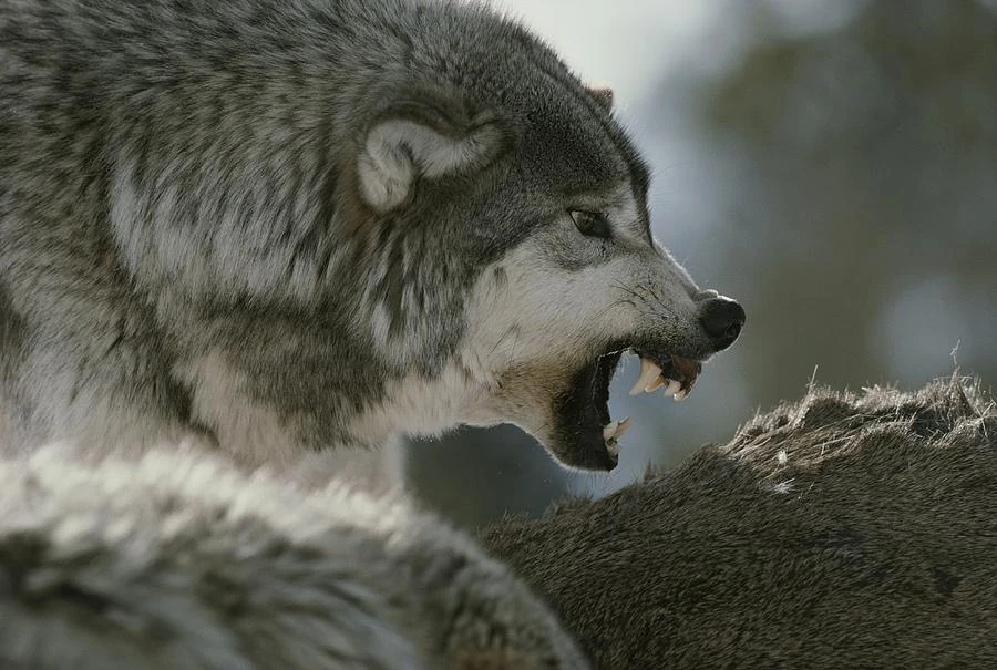 Alpha (wolves) | Alzaka Wiki | Fandom