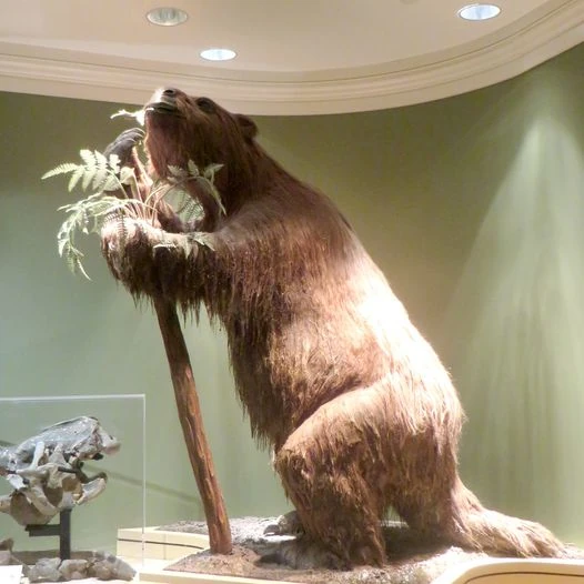 Megatherium | Am I Annoying? Wiki | Fandom