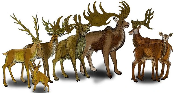 Irish Elk | Am I Annoying? Wiki | Fandom