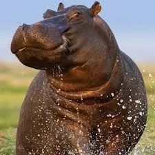 Hippo | Am I Annoying? Wiki | Fandom