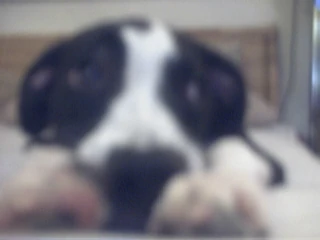 My New Dog, Jet! | Amanda | Fandom