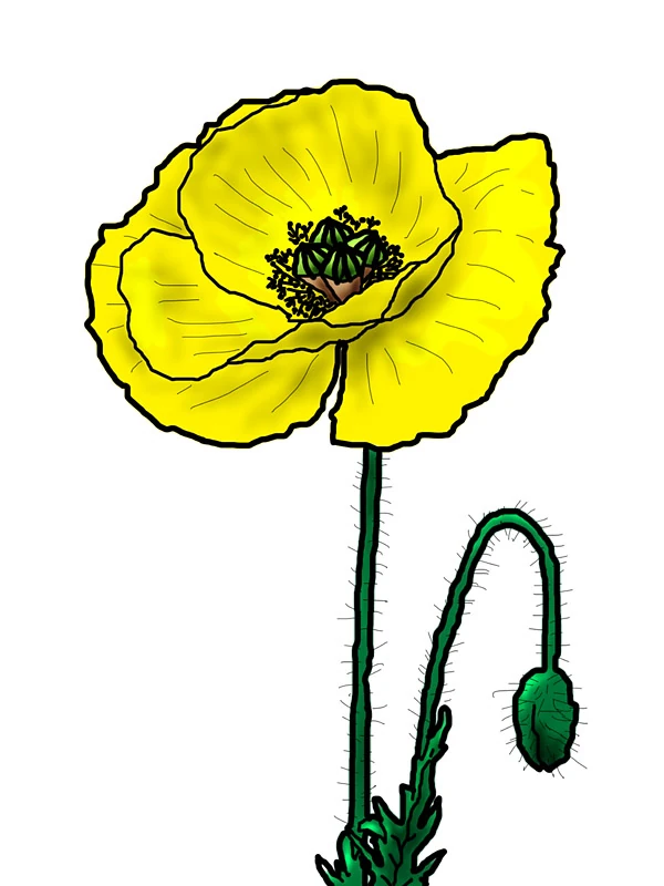 Slaapbol | Amaroth Wiki | Fandom