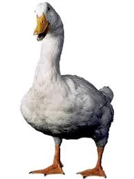 Aflac Duck | The Amazing Everything Wiki | Fandom