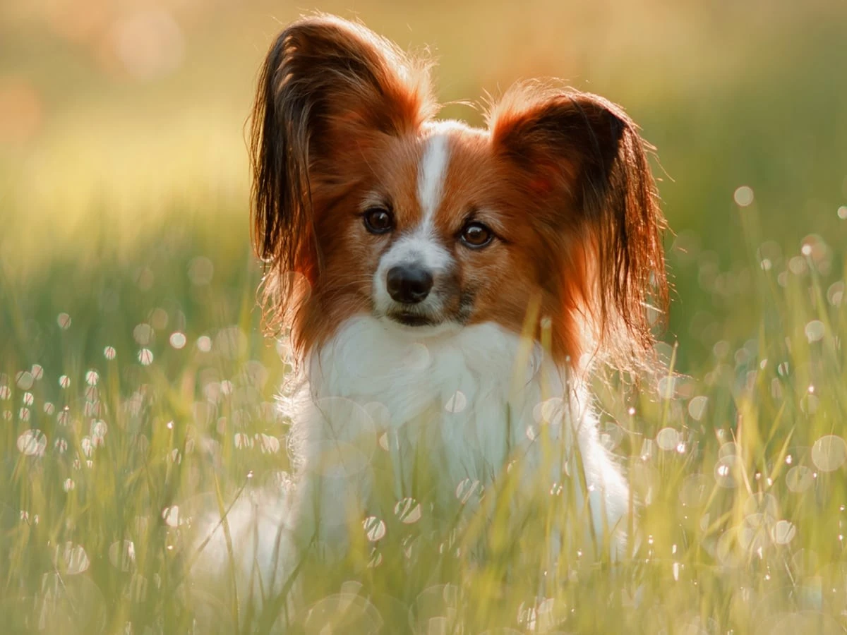 Papillon | The Amazing Everything Wiki | Fandom