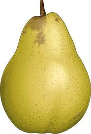 Pear | The Amazing Everything Wiki | Fandom