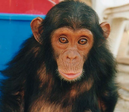 Bubbles (chimpanzee) | The Amazing Everything Wiki | Fandom
