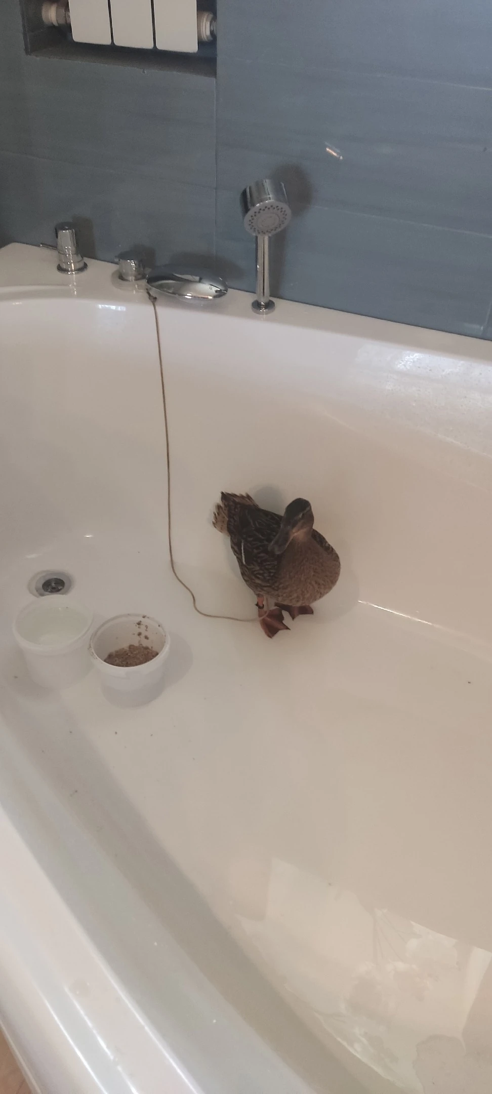 Уточка | AmberCraft вики | Fandom