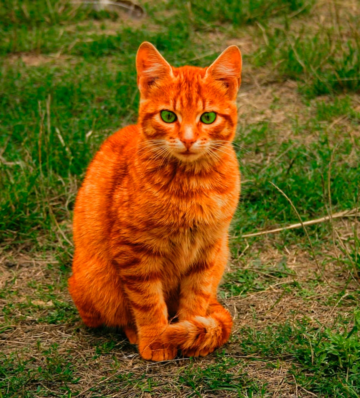 Firebolt | Amberstar’s Legend Wiki | Fandom