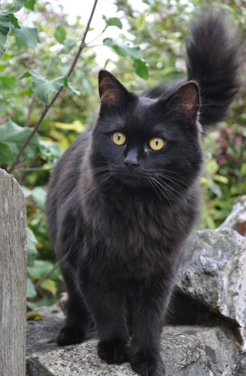 Nightpelt | Amberstar’s Legend Wiki | Fandom