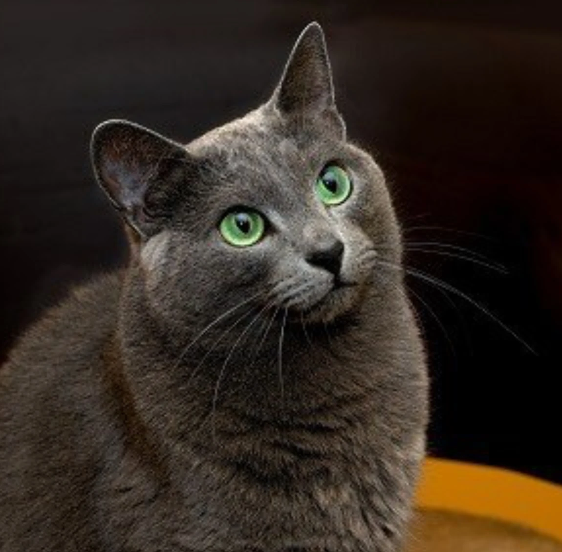 Basilleaf | Amberstar’s Legend Wiki | Fandom