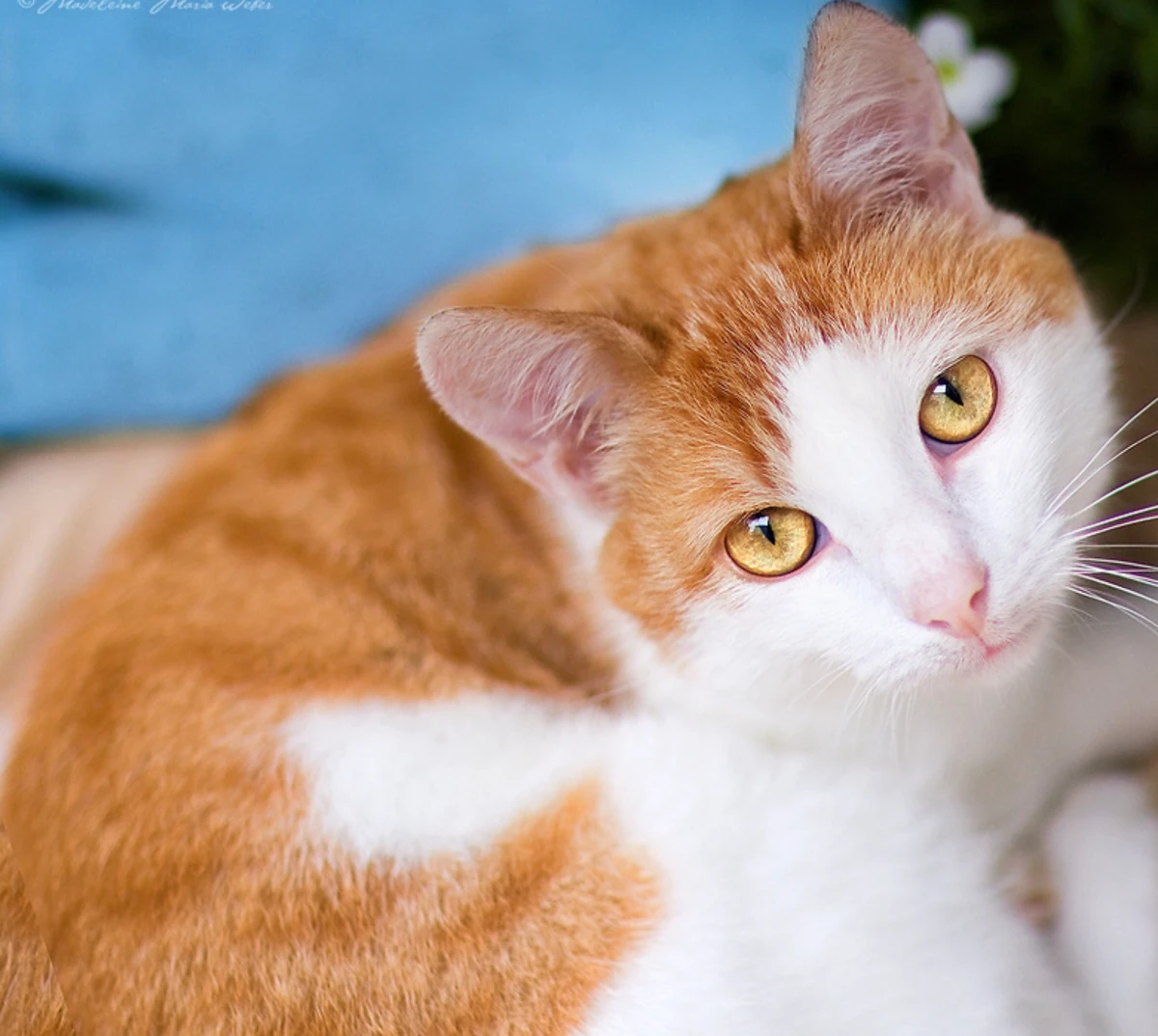 Goldenpelt | Amberstar’s Legend Wiki | Fandom