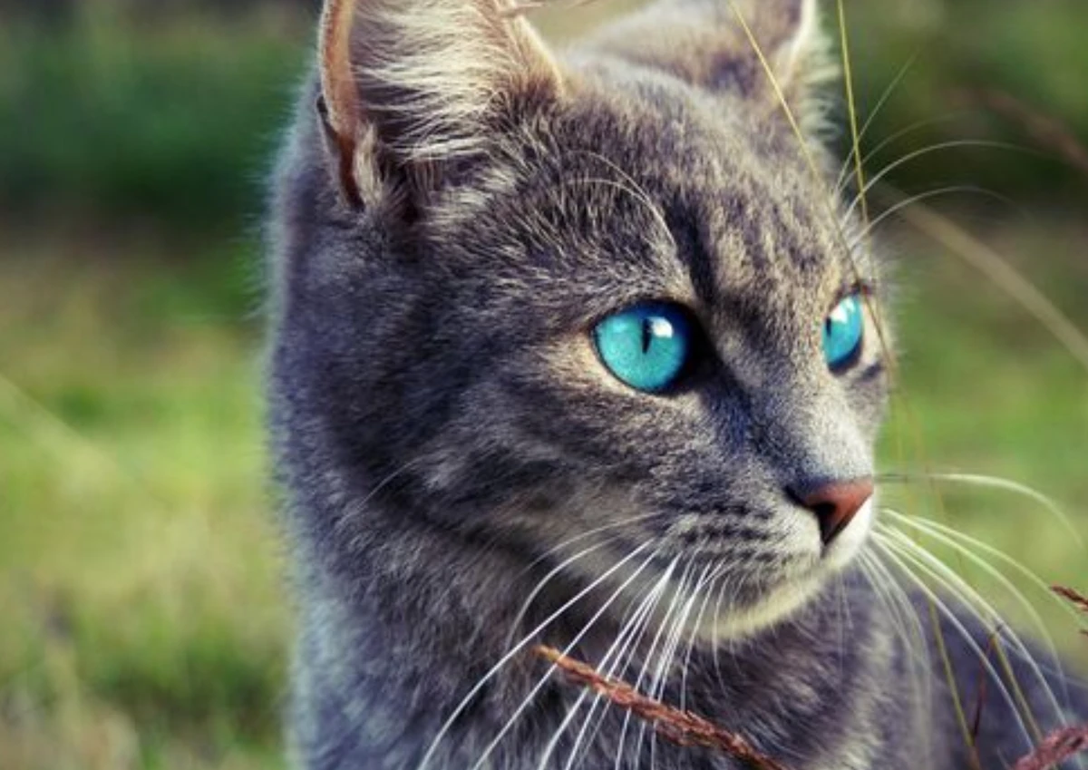 Bluestone | Amberstar’s Legend Wiki | Fandom